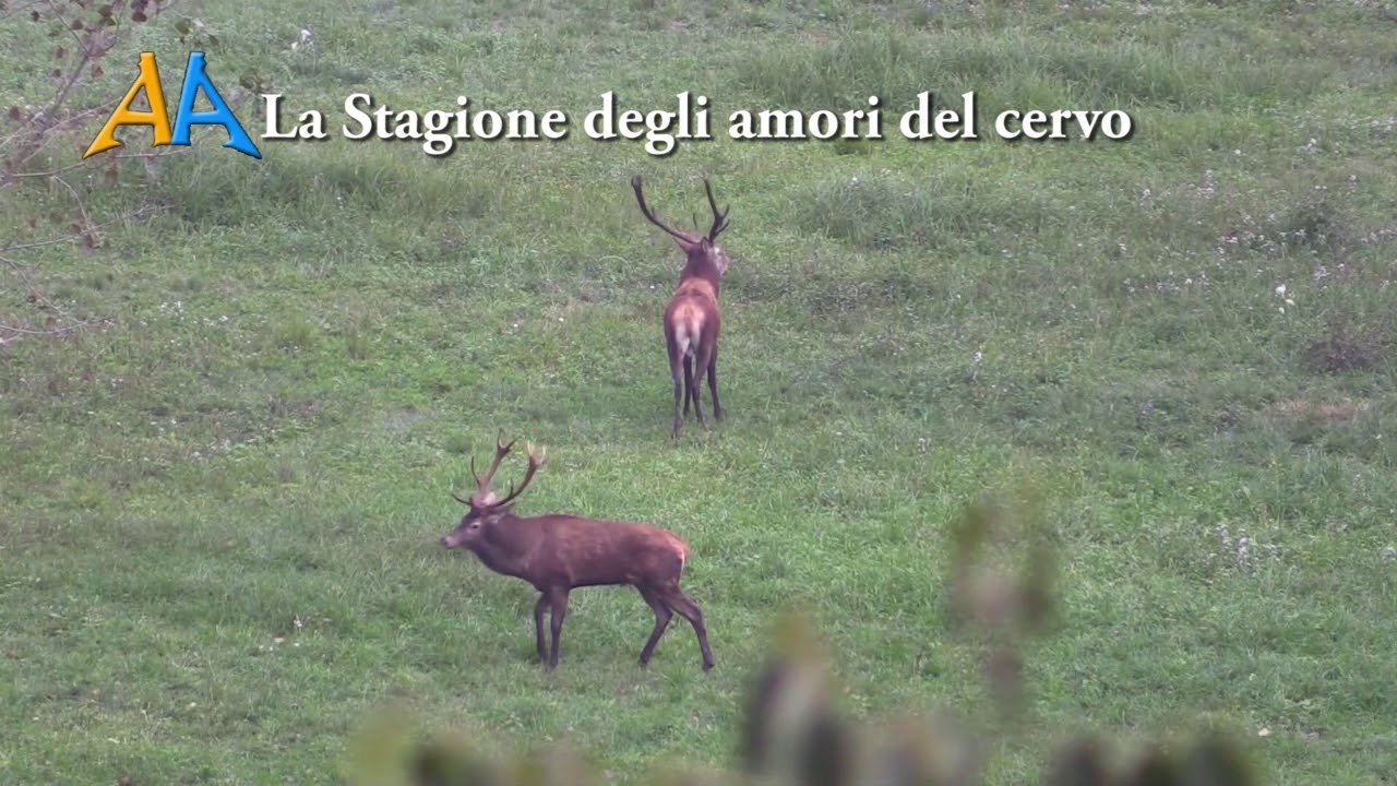 LA STAGIONE DEGLI AMORI DEL CERVO - YouTube