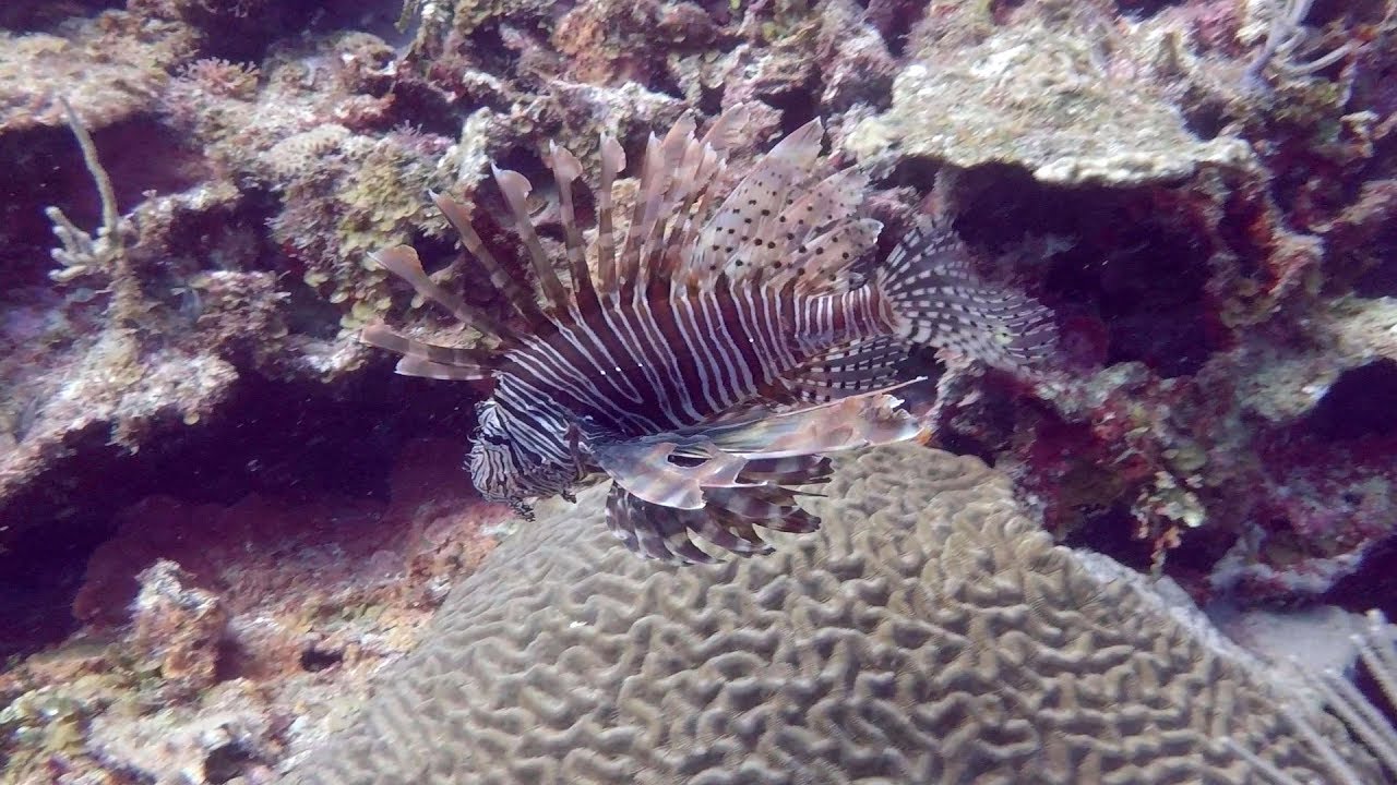 SCUBA Diving Coco View Wall in Roatan, Honduras pt.1 - YouTube