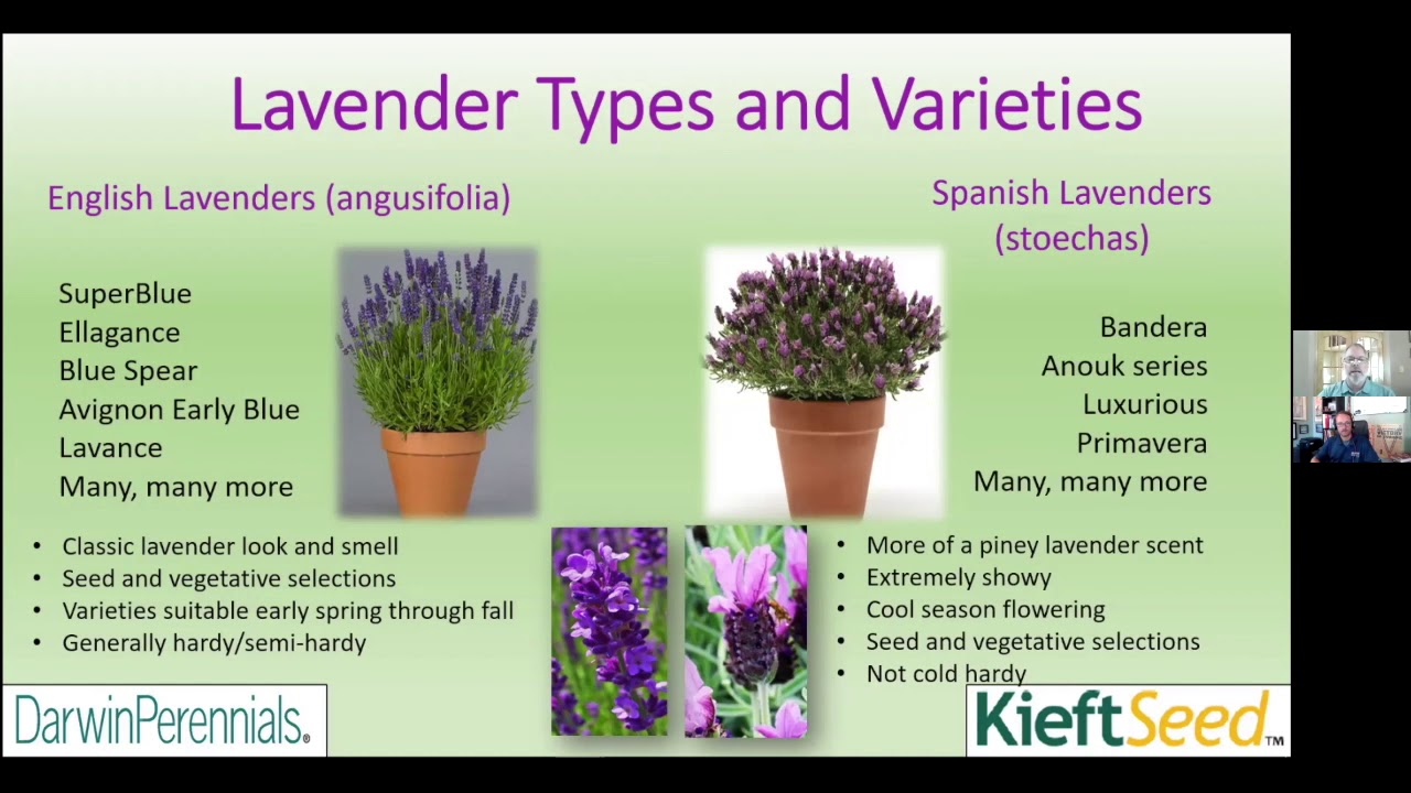 Level Up Your Lavender Game - YouTube