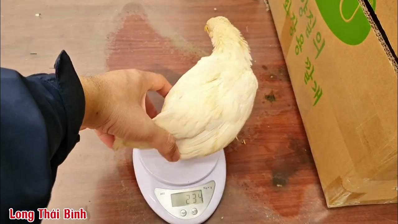 Gà Tre Bắc | Gà Tre Bắc Tít | Gà Tre Bắc Lùn Mini | Trước giờ cho các ...