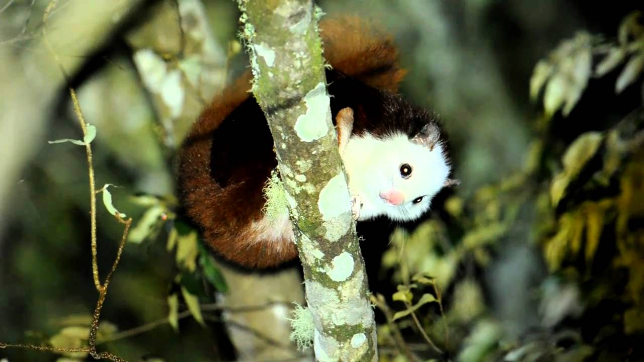 白面鼯鼠_White-faced flying squirrel - YouTube