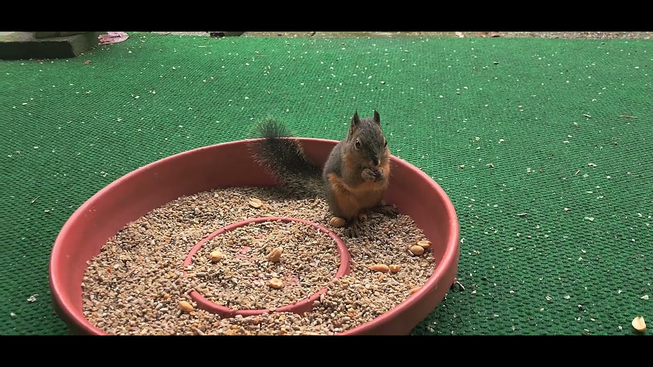 Afternoon snacks with my 5 month old Red Squirrel, Boo. 12/4/22 - YouTube