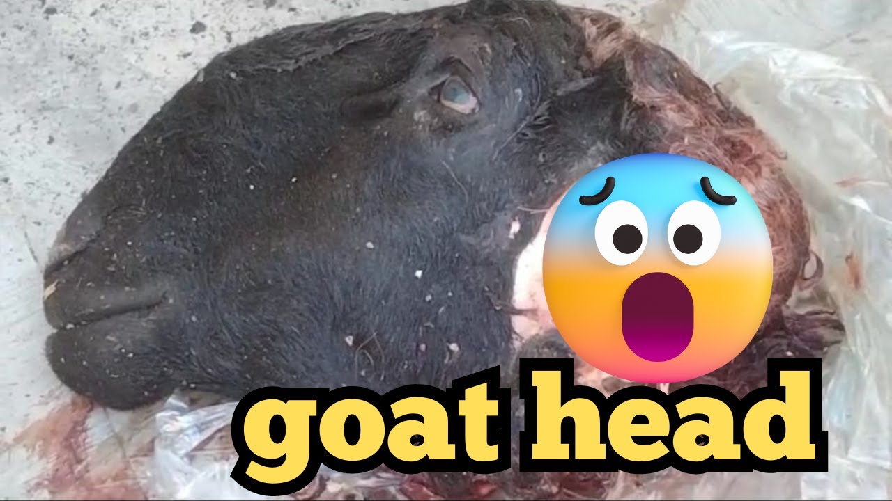 how to make goat head\amazing skill clean process\ok 2 vlog - YouTube