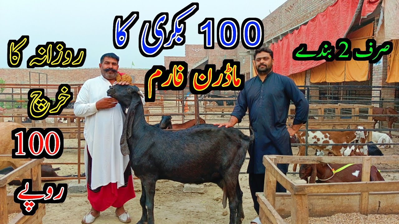 Modern Goat Farming Setup In Pakistan - Beetal Goat Farming - YouTube