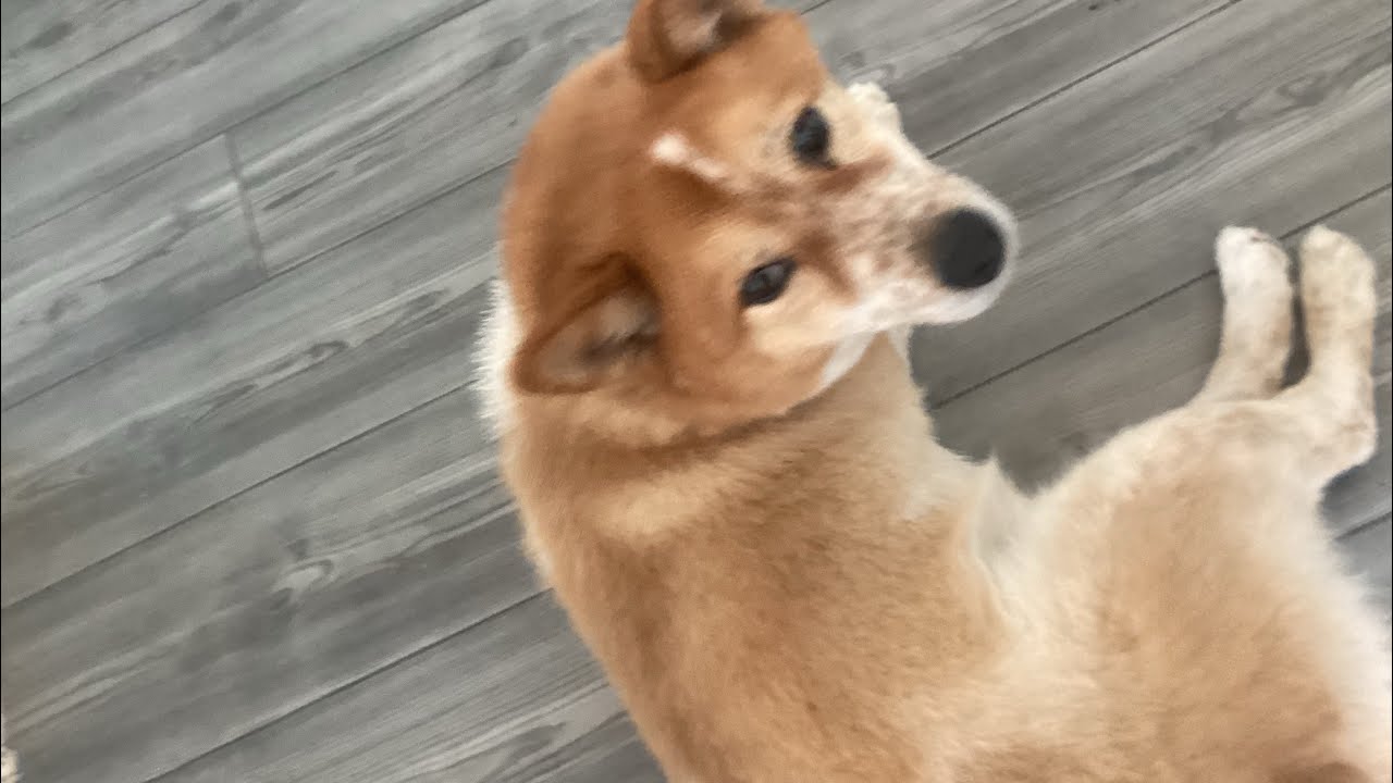 Interviewing my pets with mini microphone - YouTube