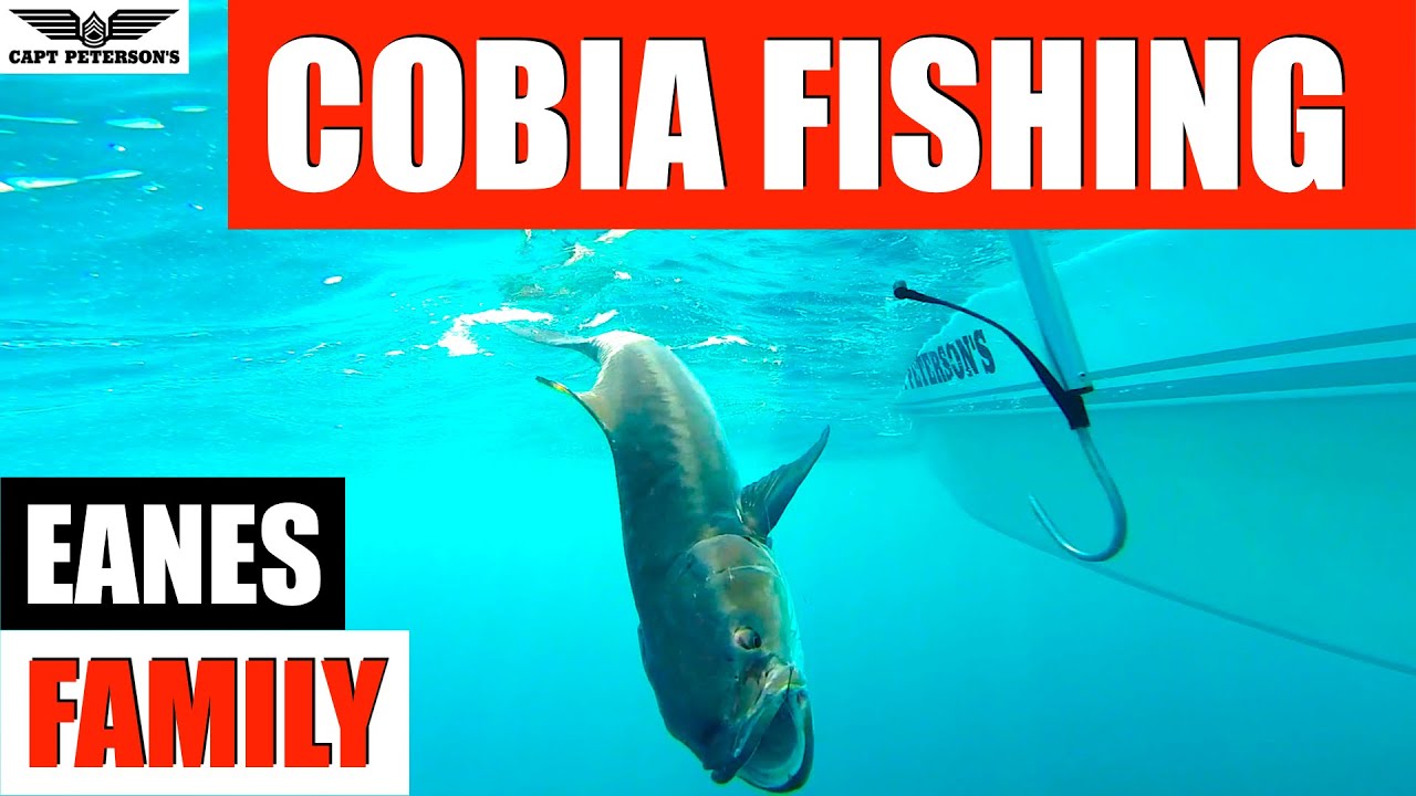 Cobia Fishing - St George Island - Florida-Gulf of Mexico - YouTube