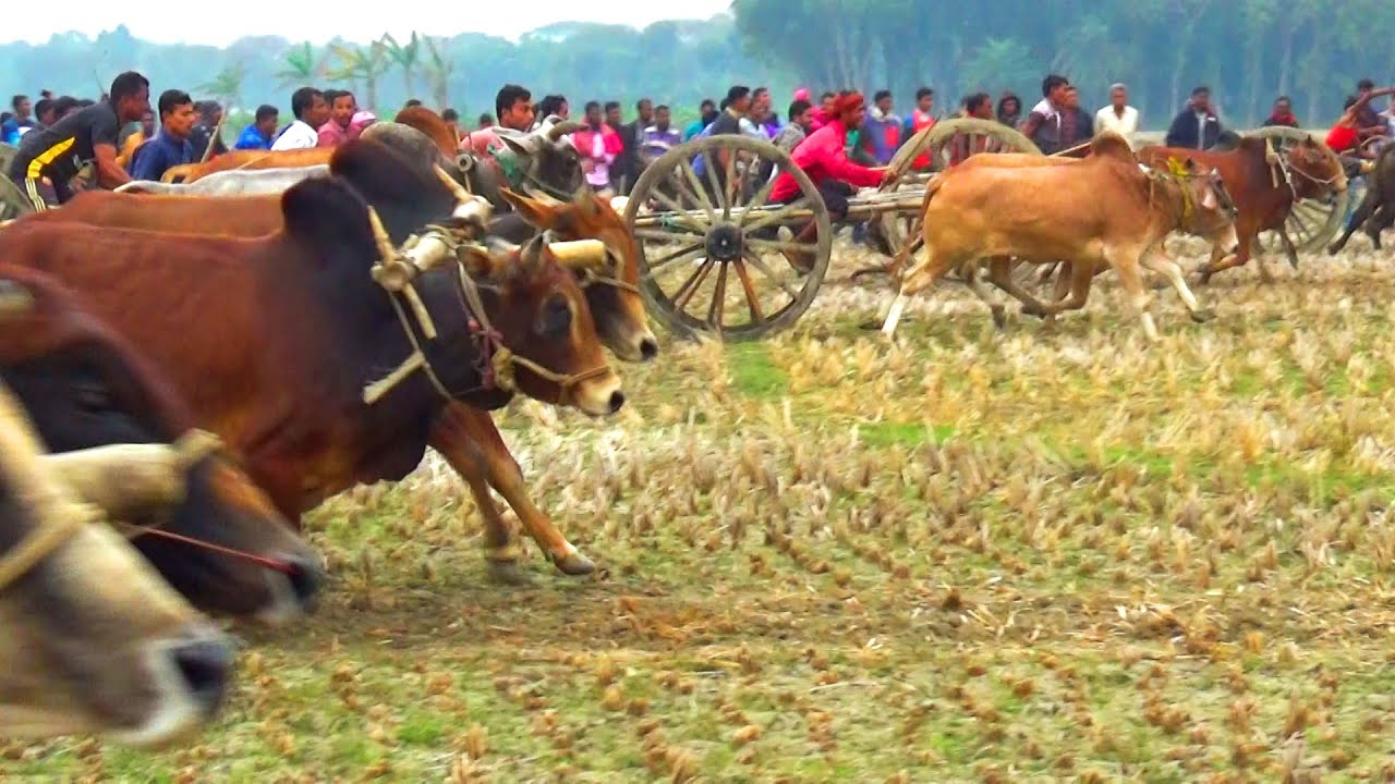 Ox Cart Racing Competition In A Village - Bullock Cart Traditional Race ...