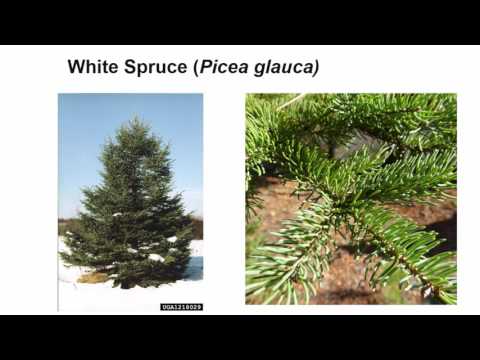 How Do I Know If My Spruce Tree Is Dying