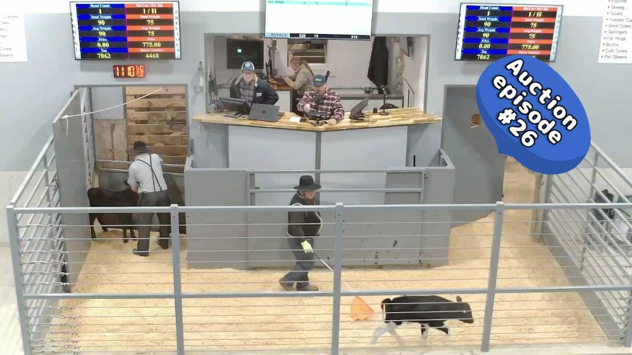 Part two calf Auction on 12/30/2025 - YouTube