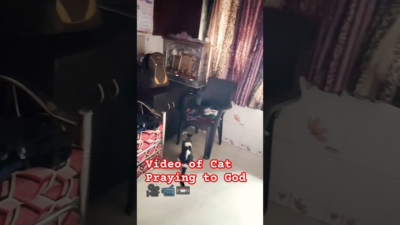 #Video_of_Cat_Praying_to_God 🎥📹📼 - YouTube