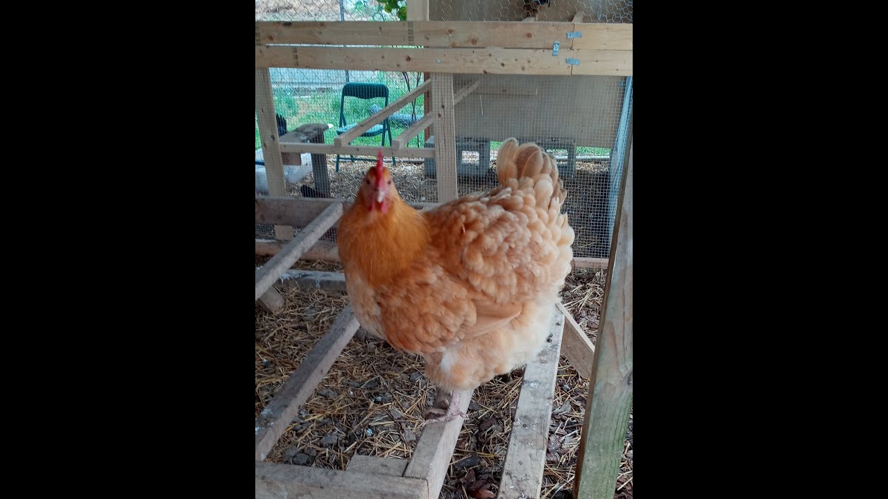 Finishing up the chicken coop perches - YouTube