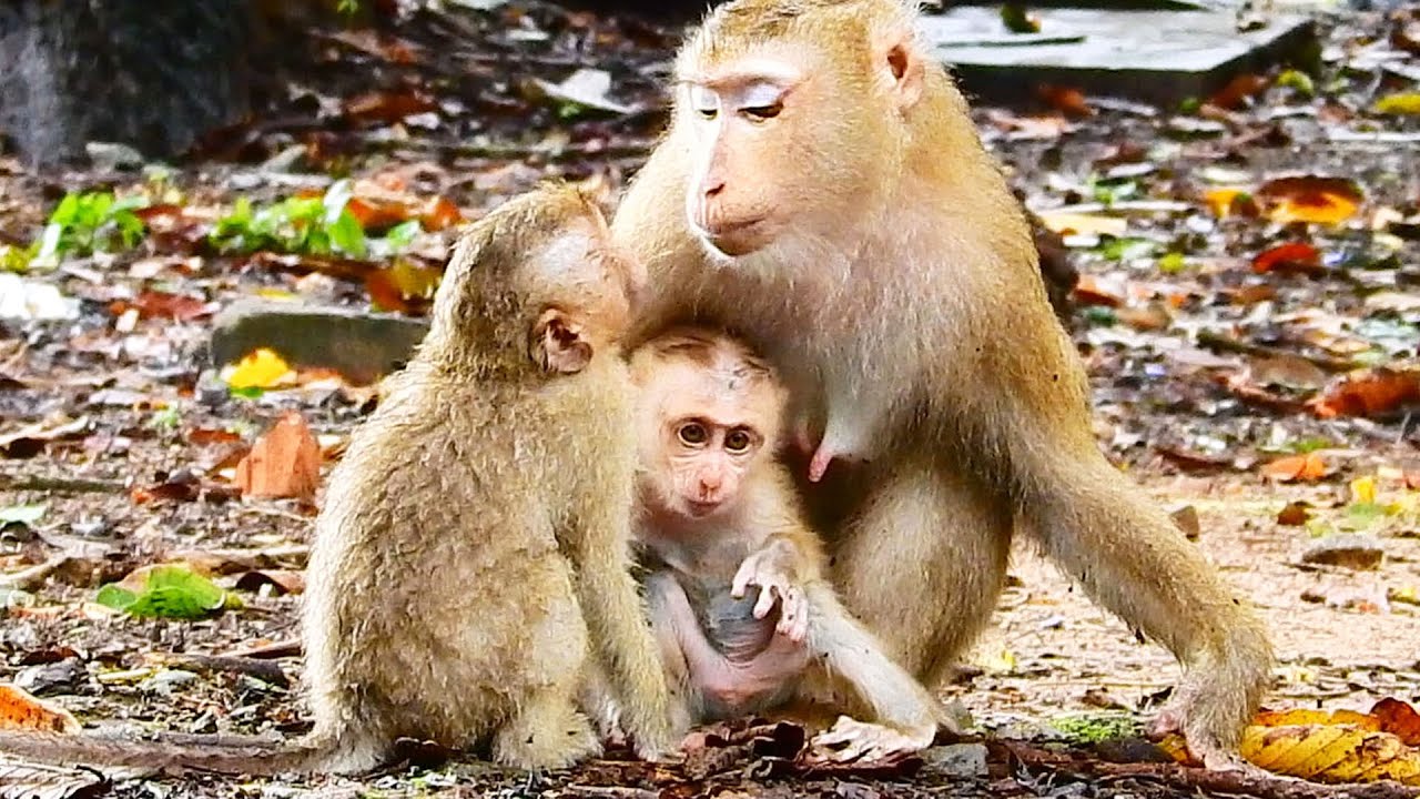 The love of Monkey Luna on little girl Rainbow is so big! Rainbow ...