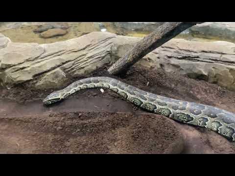 What a beautiful moving python 🐍 - YouTube