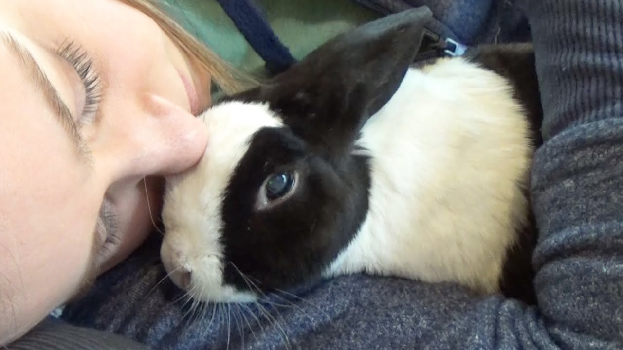 Pipkin rabbit has passed - YouTube