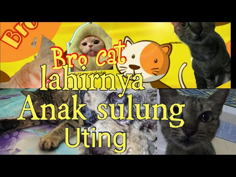 kucing kampung akhirnya melahirkan anak kucing anak sulung Uting