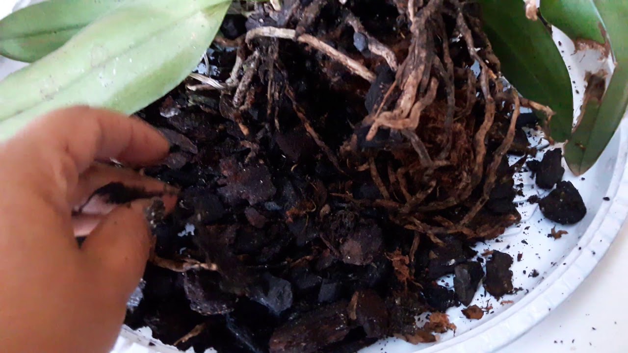 Planta debilitada - YouTube