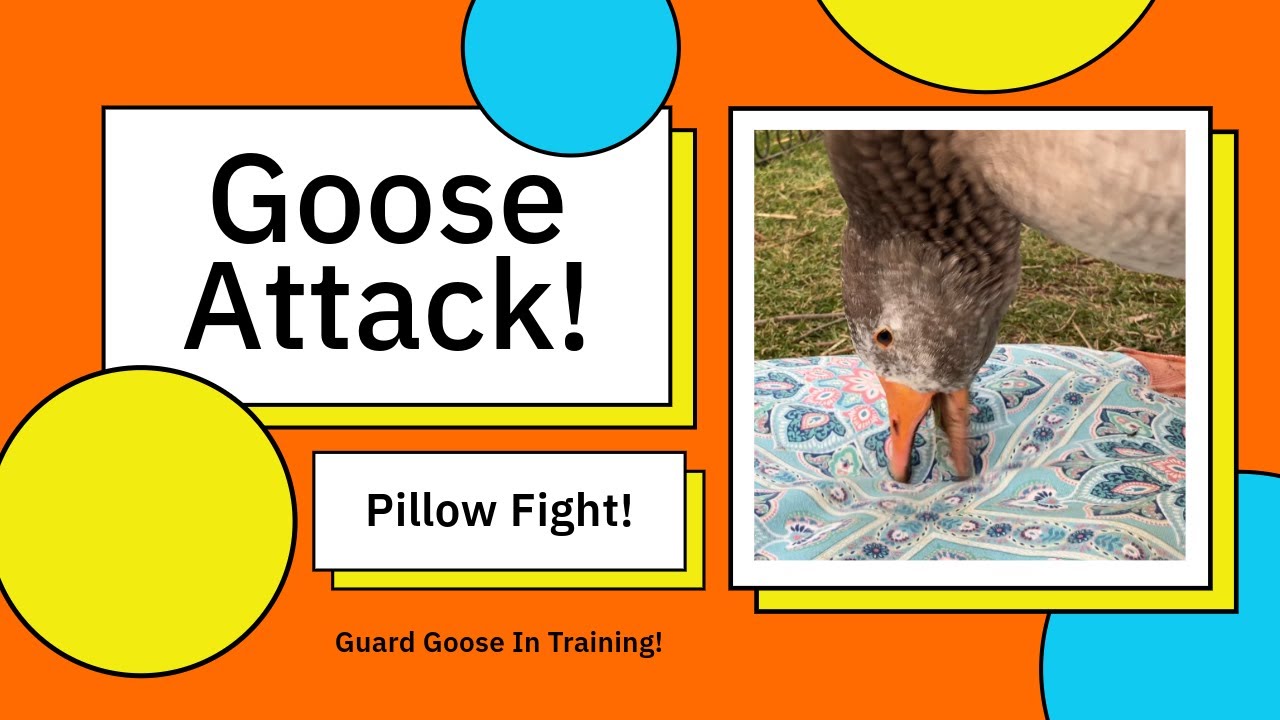 Guard/Attack Goose In Training (The Duck Flock Defender) - YouTube