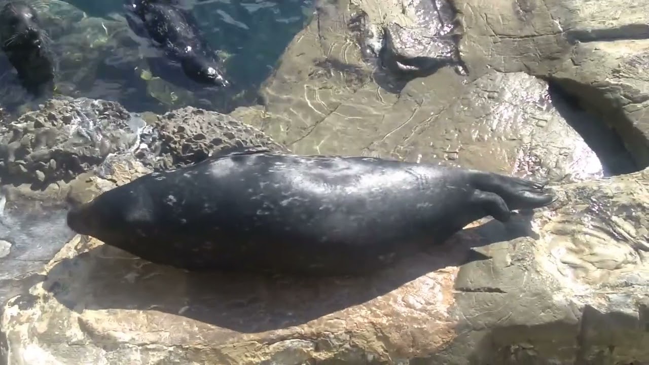 Harbor seals part 2 at the SeaWorld Orlando FL July 19, 2020 - YouTube