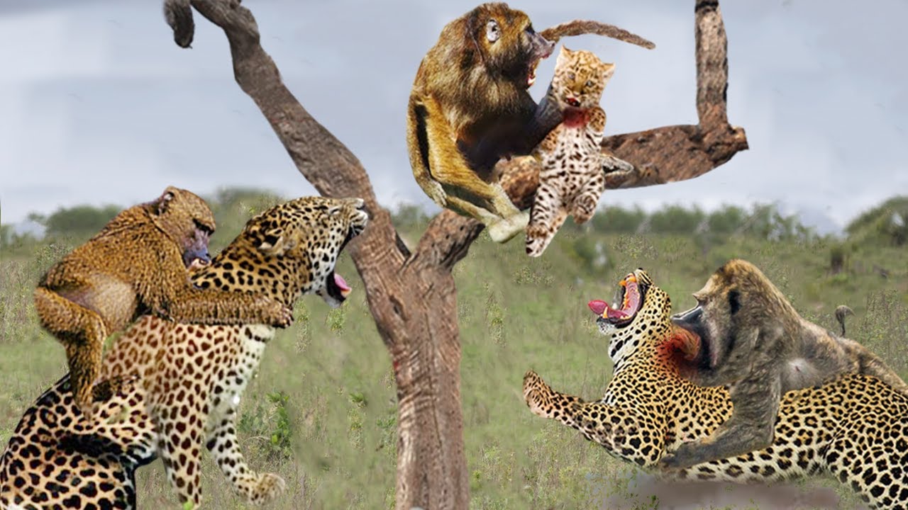 Baboon and Leopard Compare Strength To Conquer The Opponent #baboon # ...