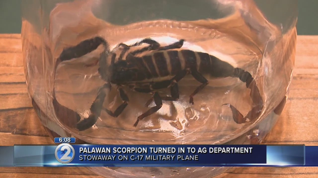 Venomous 6-inch scorpion captured in Hawaii - YouTube