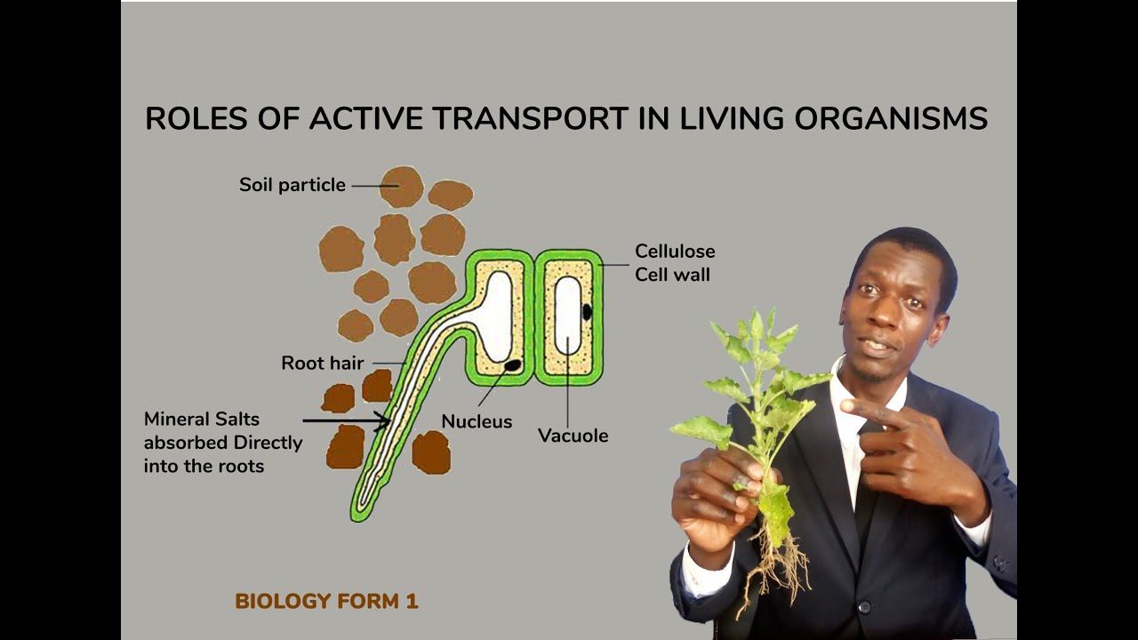 FORM 3; Lesson 80-Roles of active transport in living organisms. - YouTube