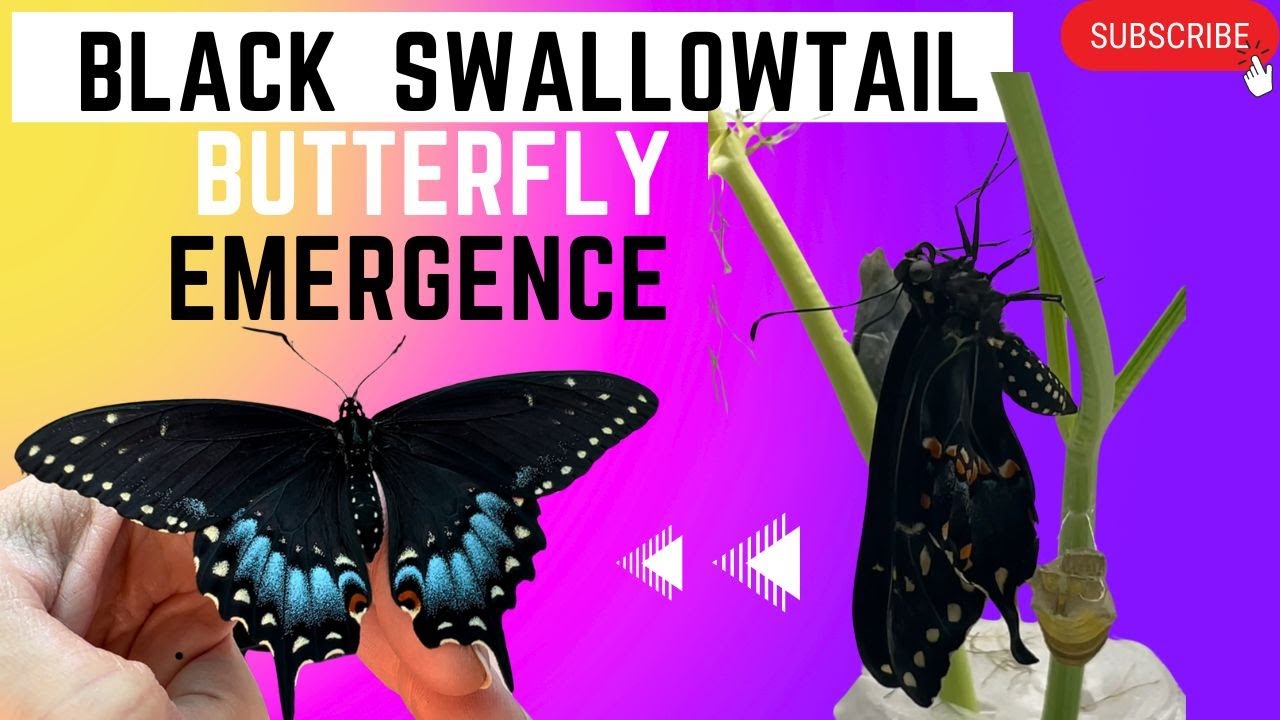 Black Swallowtail Butterfly emergence from Chrysalis - YouTube