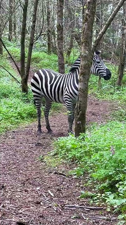 North Bend Zebra Encounter #zebra - YouTube