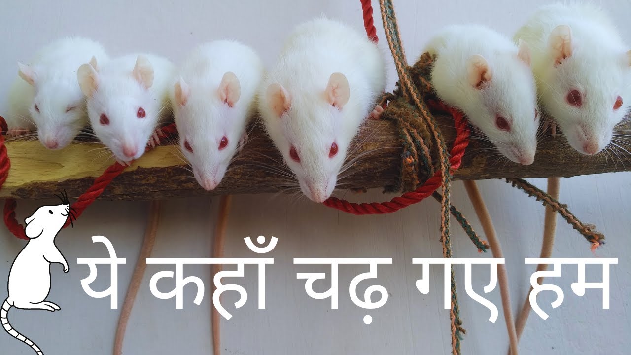 Cute white pet rats eating peas | प्यारे सफ़ेद चूहे मटर खाते हुए - YouTube