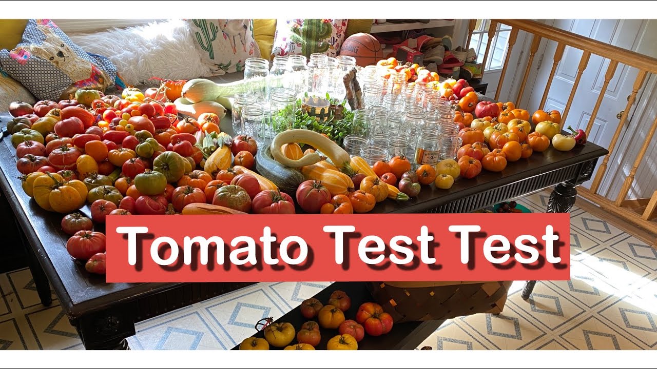 Tomato Taste Test 2022//10 heirloom varieties - YouTube
