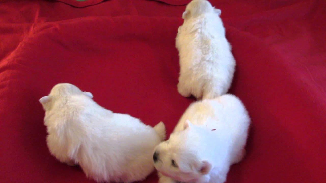 Toy American Eskimo puppies, 18 days old - YouTube