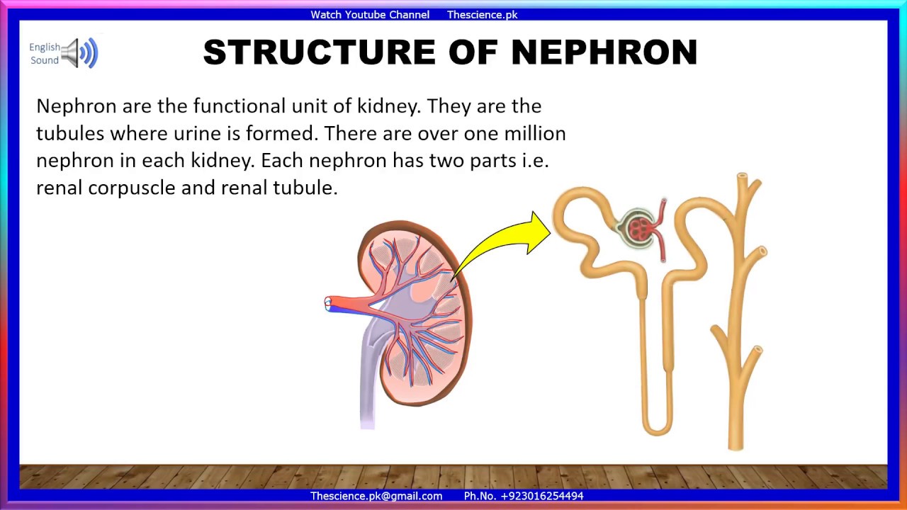 1.5 Structure of Nephron Eng - YouTube