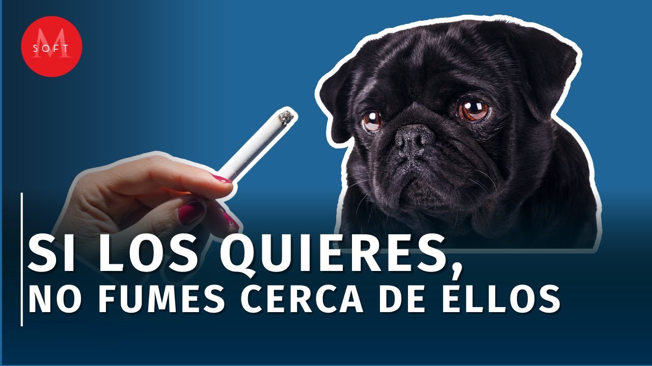 Así afecta el humo del cigarro a tus perros - YouTube