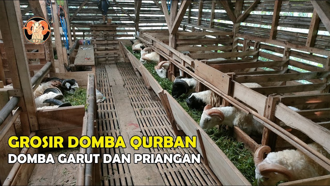 Jual Domba, Domba Qurban, Domba Garut dan Priangan, Grosir Domba Murah ...
