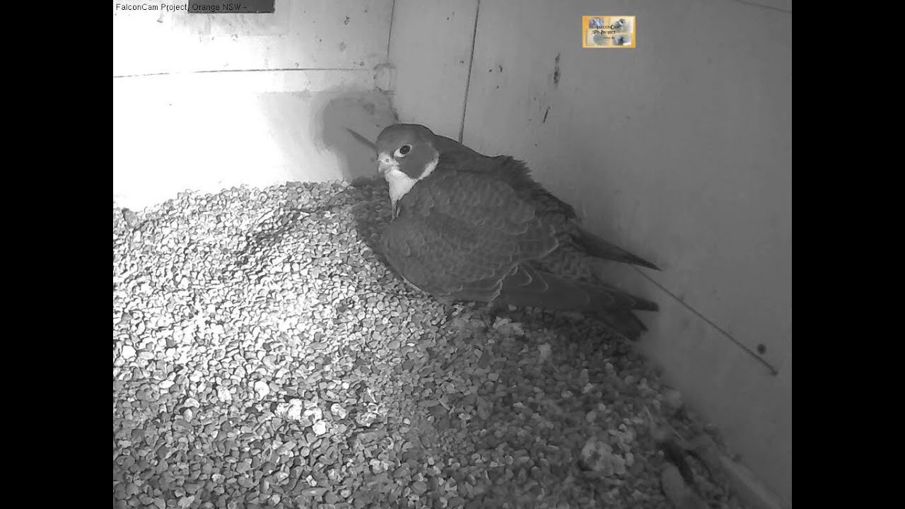 Season 8 first hatched peregrine falcon eyas - YouTube