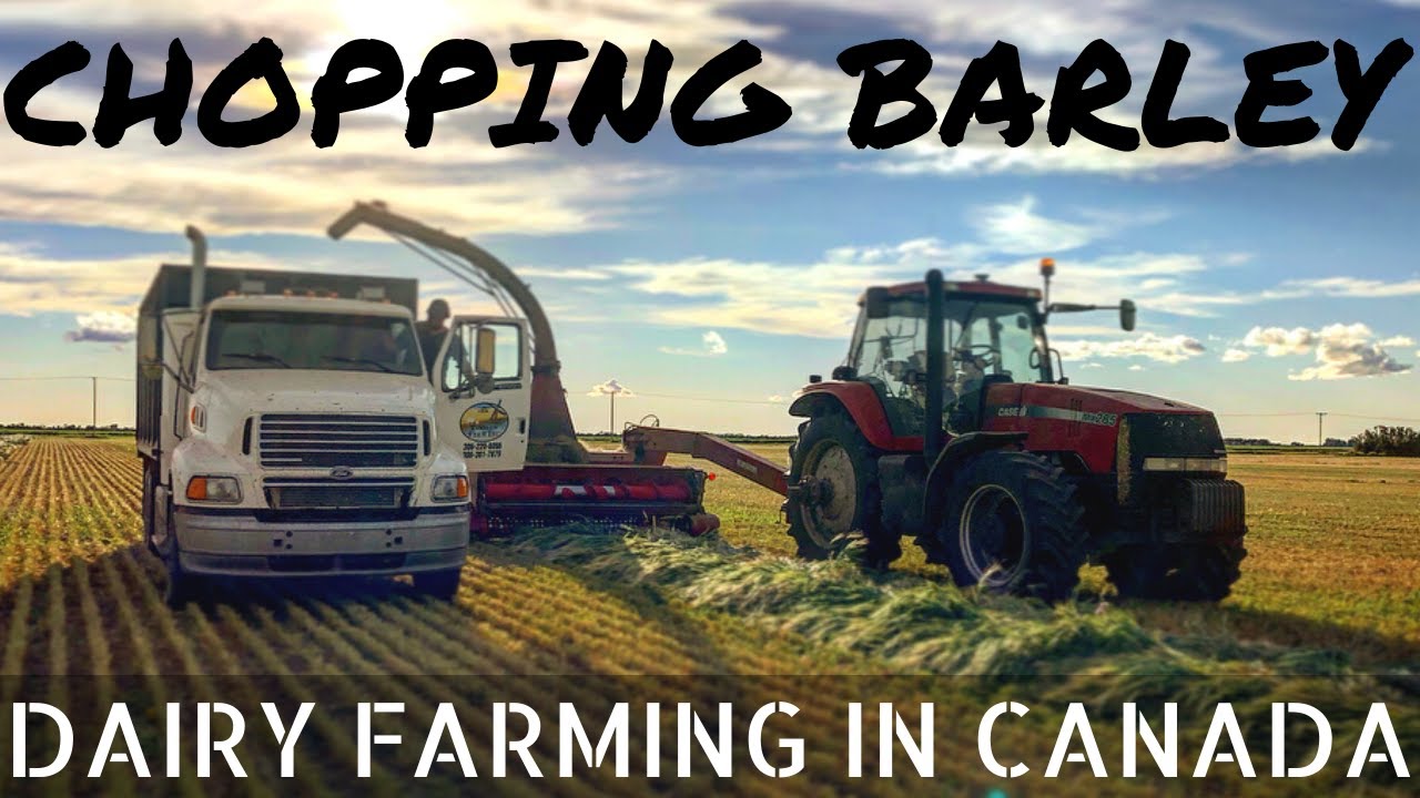 Making Barley Silage!! - YouTube