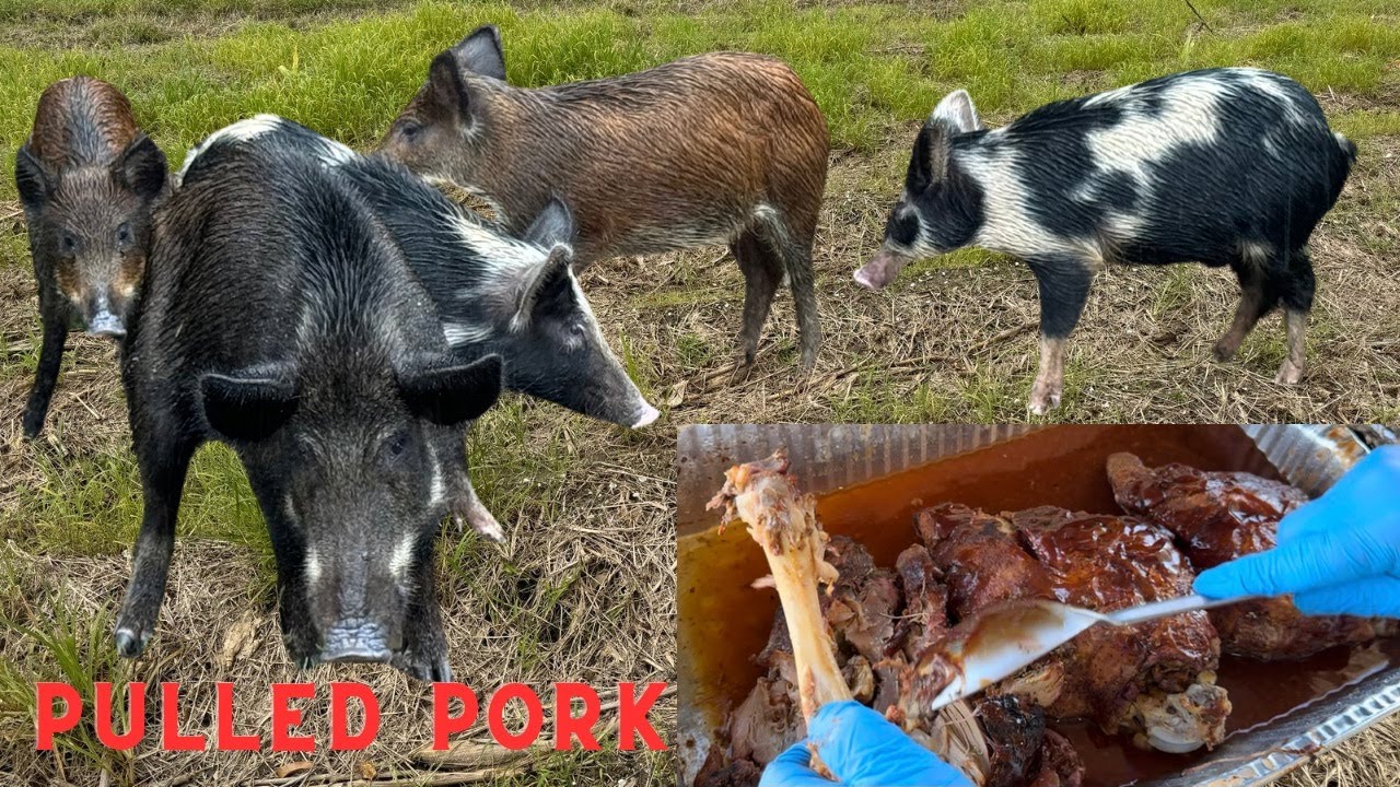 Trapping Wild Pigs In Louisiana (Catch & Cook) Cooked BBQ Pulled Pork ...