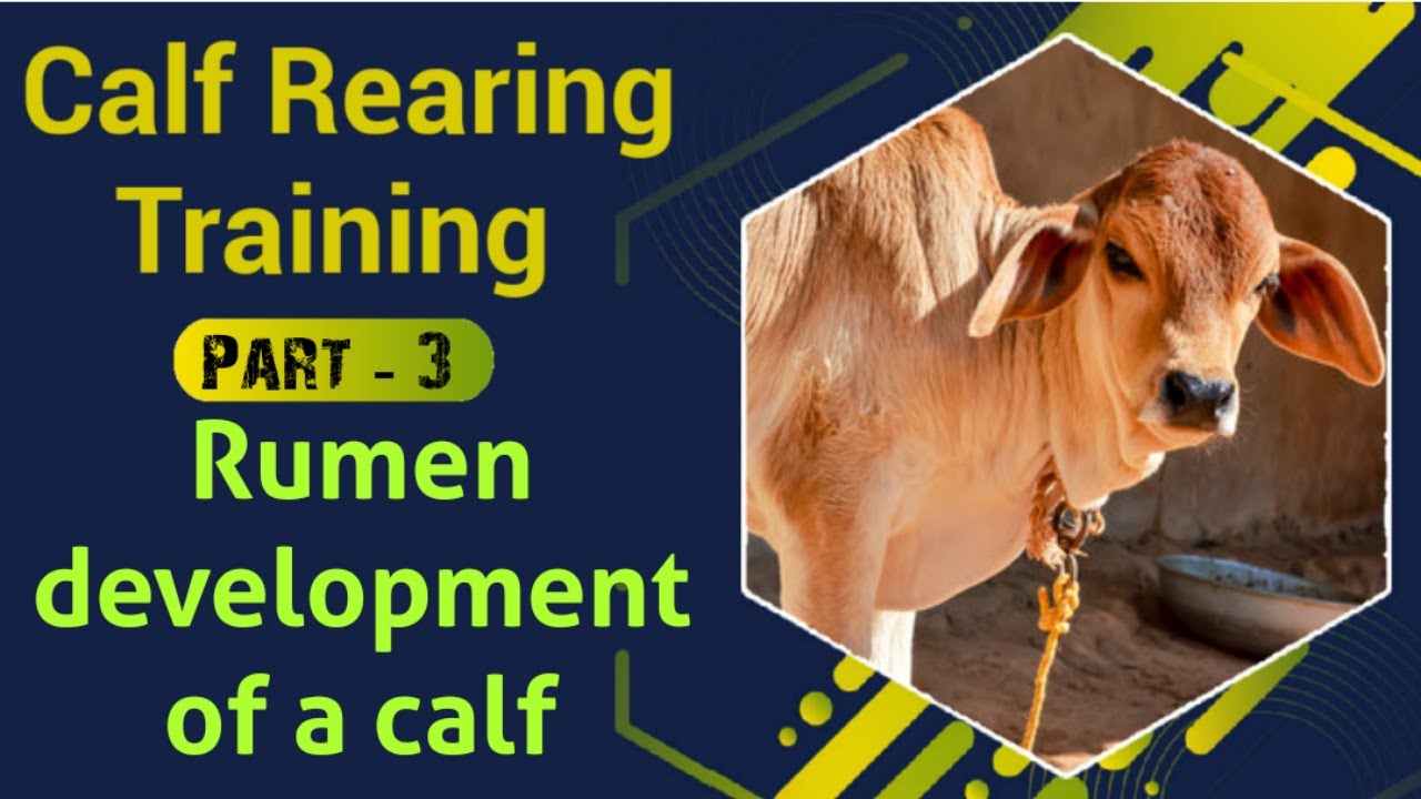 Rumen development of a calf | Calf rearing training | Saher milky land ...