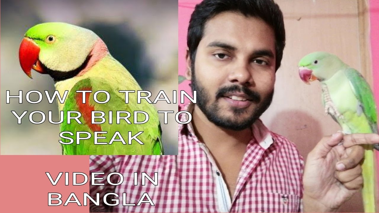 How To Train Parrot To Talk? | Training Tutorial | Teaching Alexandrine ...