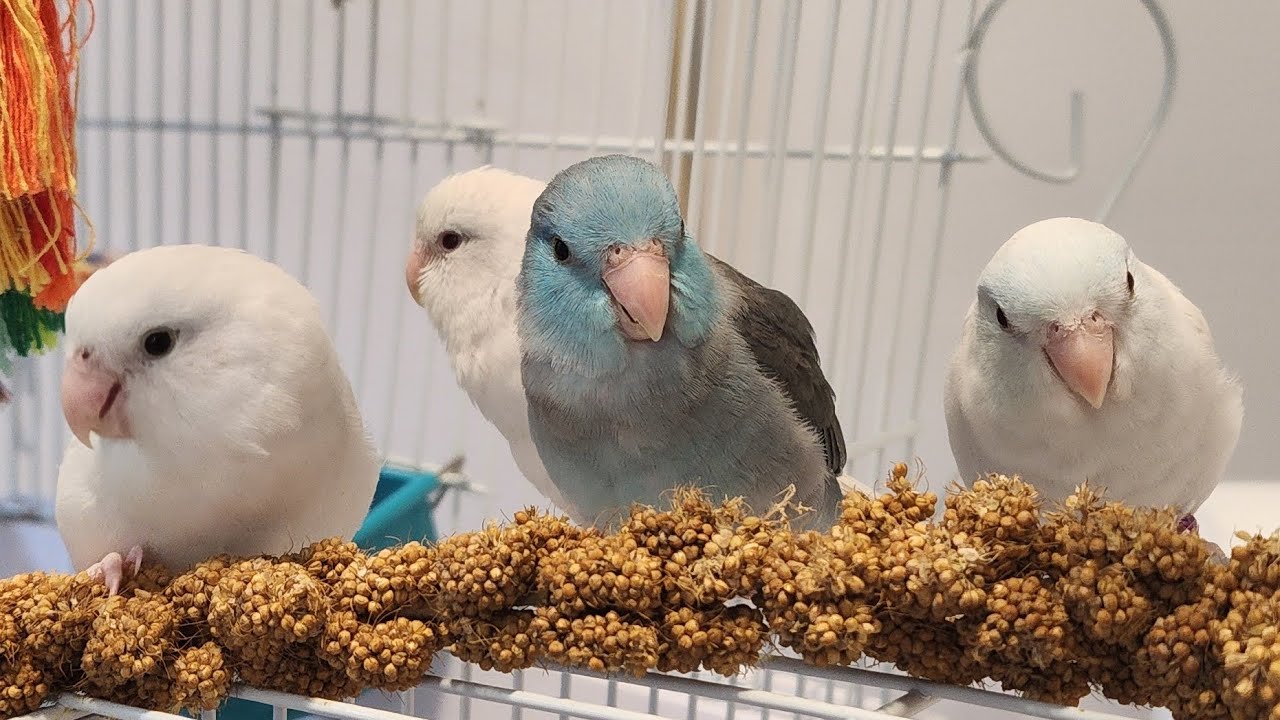 Bird Body Language . What does beak grinding mean ? - YouTube