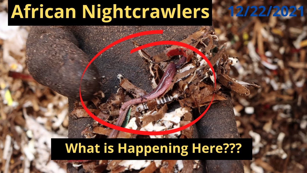 African Nightcrawler Bins Update - What did I Find?? 12/22/2021 - YouTube