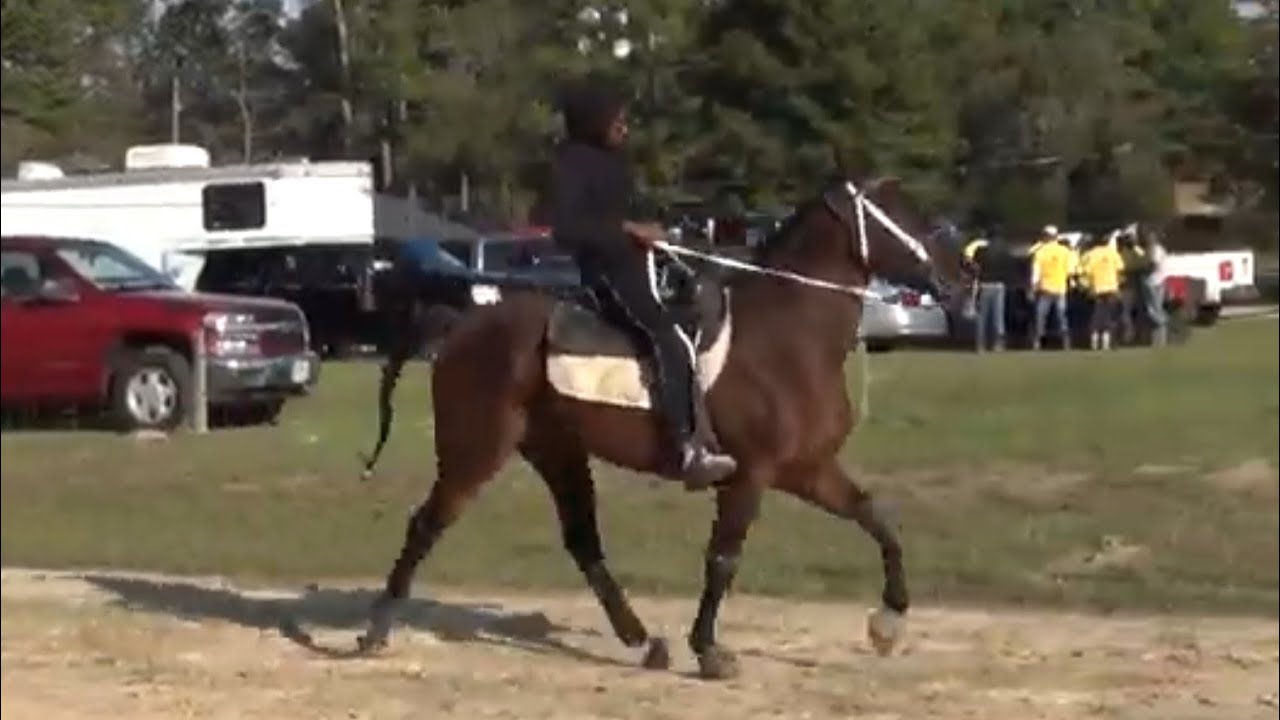 Bay Standardbred-- Walking Horse Cross on the Track at Bloomburg Fall ...