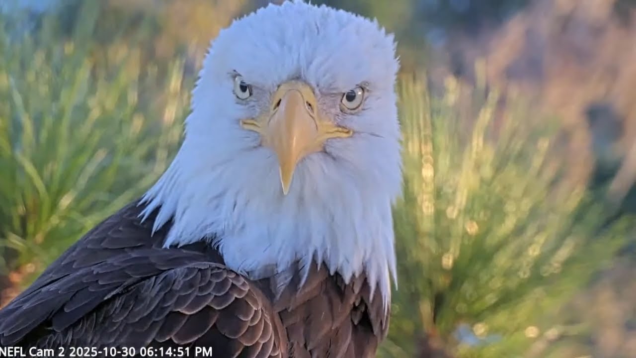 Beau American Eagle Foundation NEFL Cam 1 - Live Bald Eagle Cam / NEFL ...