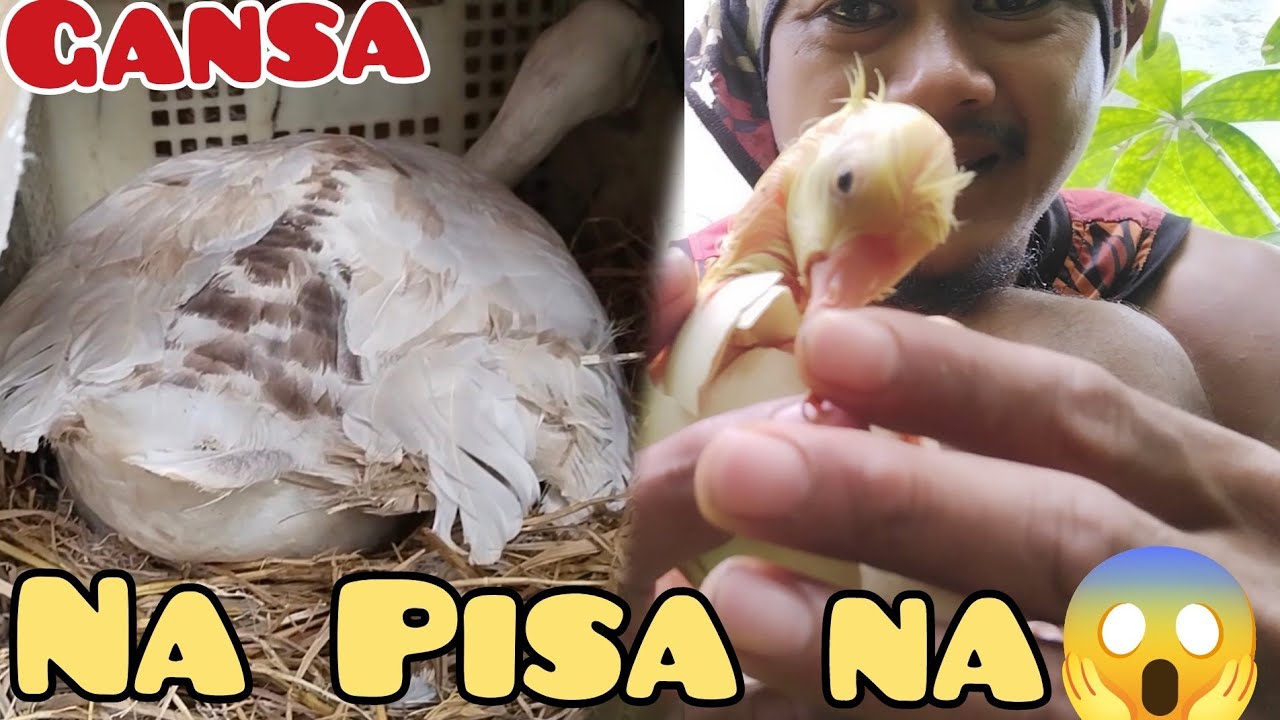 may pang binta na Naman tayo,Pisa na Ang mga itlog Ng gansa. - YouTube