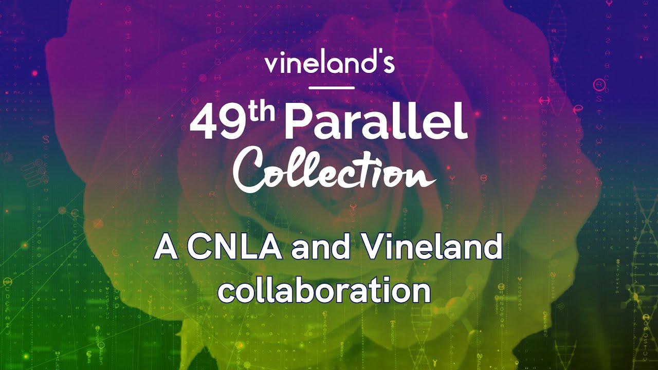 49th Parallel Roses: A CNLA-Vineland Collaboration | Landscape Trades ...