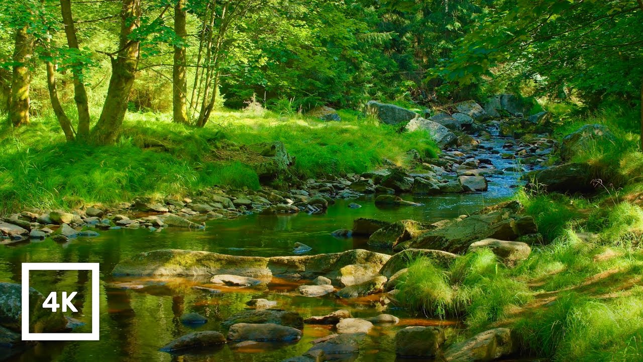 4K UHD Forest Stream Sounds | Relaxing Nature Ambience for Sleep ...