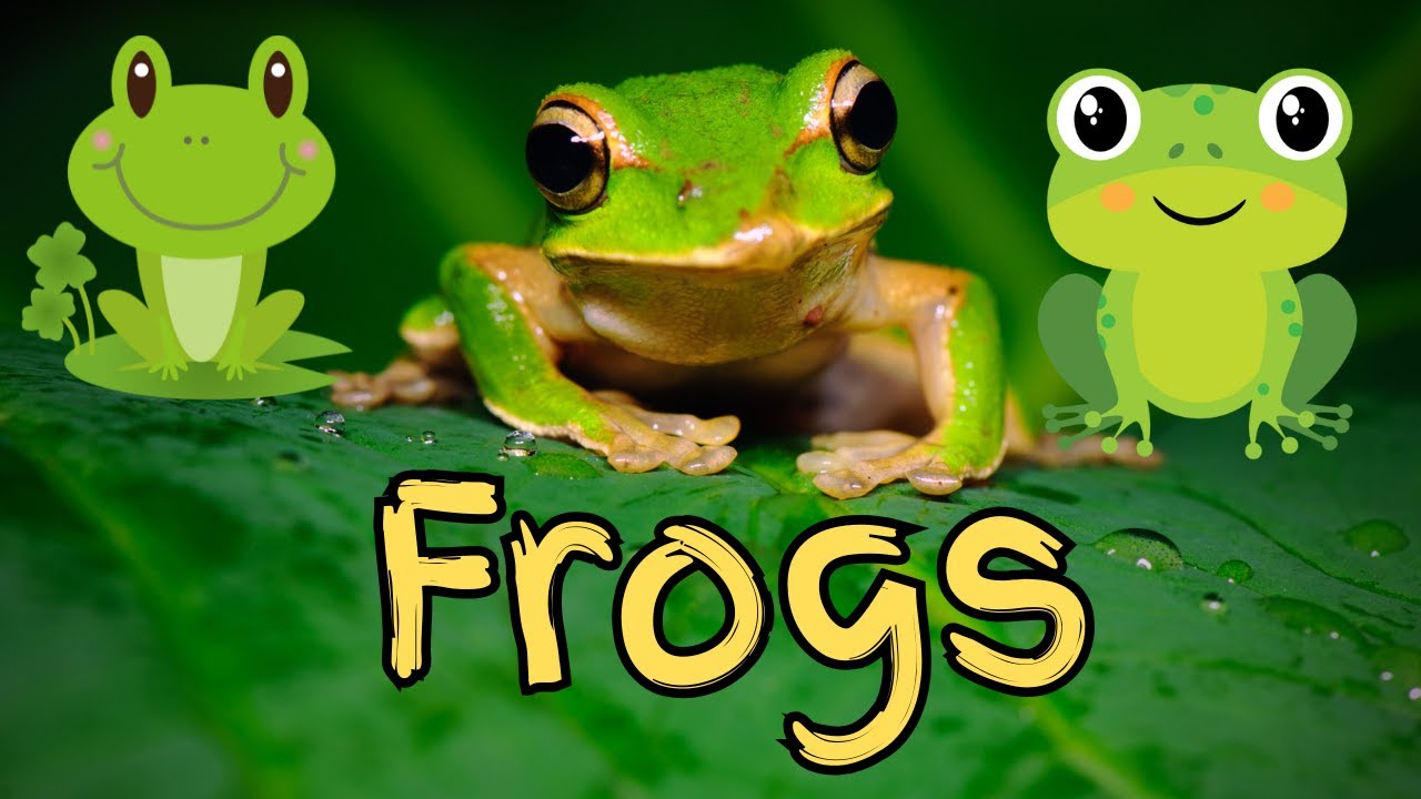 Fantastic Frogs – Hopping Into Their World! - YouTube