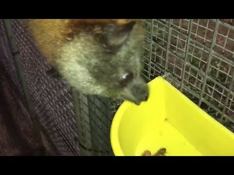 Do Flying Foxes Eat Insects