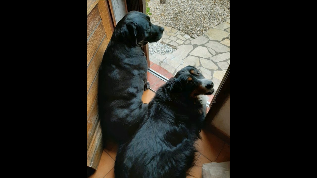 BOUVIER BERNOIS LABRADOR 17.02.23 SOFIA ET LILY #bouvierbernois # ...