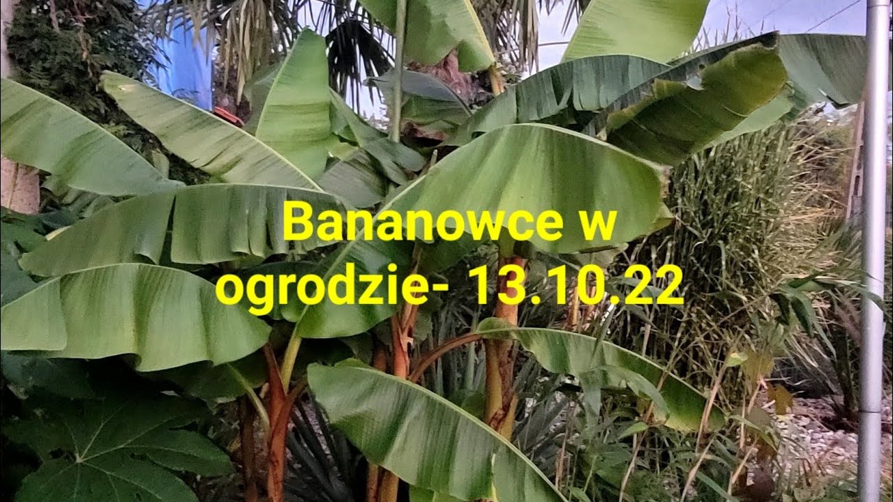 597#. Bananowce w ogrodzie 13.10.22 - YouTube