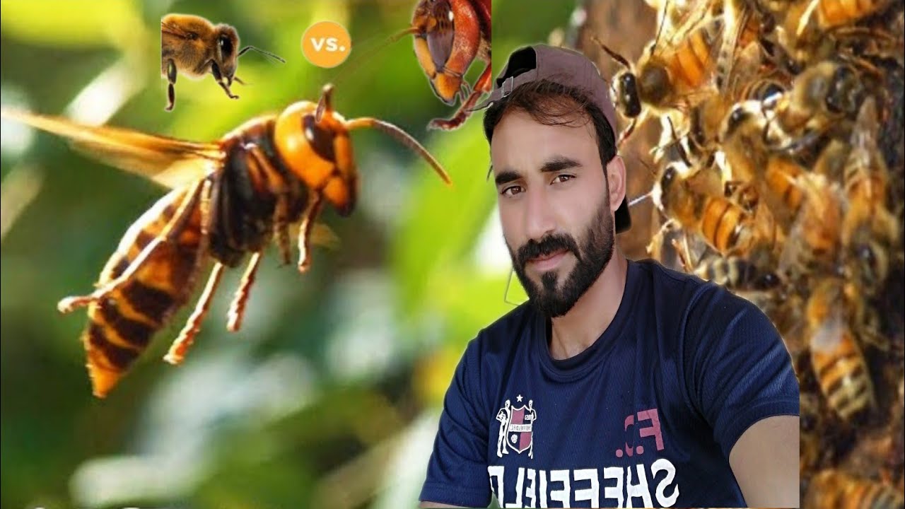 HOW HONEY BEES ARE KILLED BY A MURDER HORNET?/ Nature IS BRUTAL ...